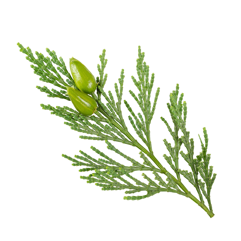 น้ำมันมะหอมระเหยไซเปรส Cypress Oil
