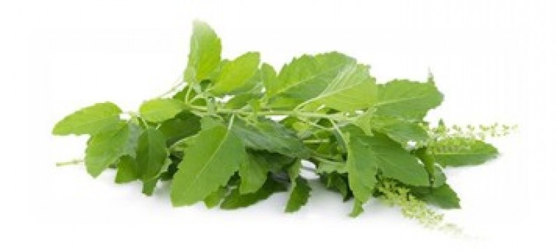 สารสกัดกระเพรา บีจี Holy Basil Extract